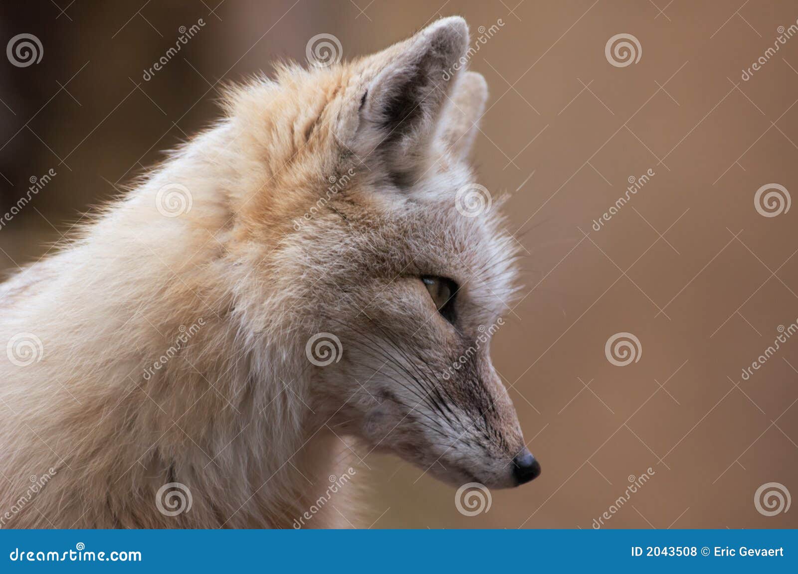 Corsac Fox Picture. Image: 2043508