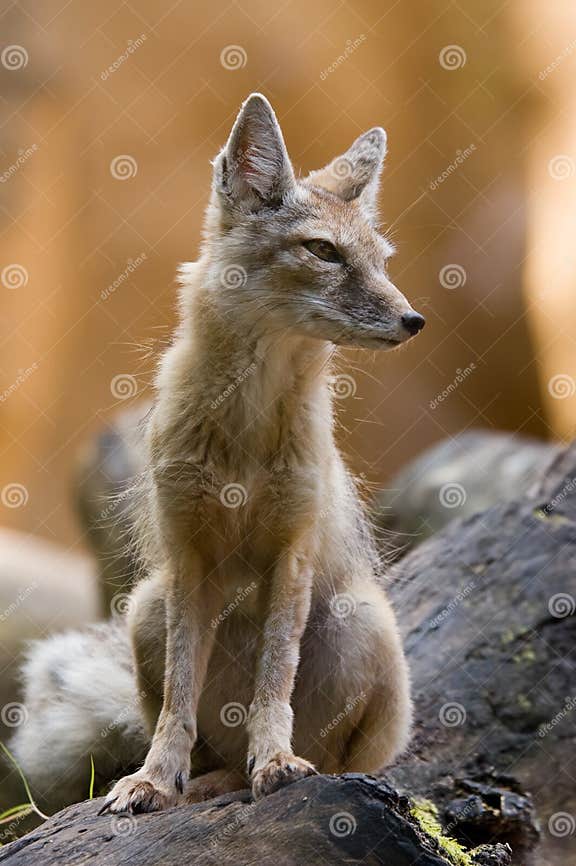 Corsac fox stock photo. Image of asia, face, creature - 2850094