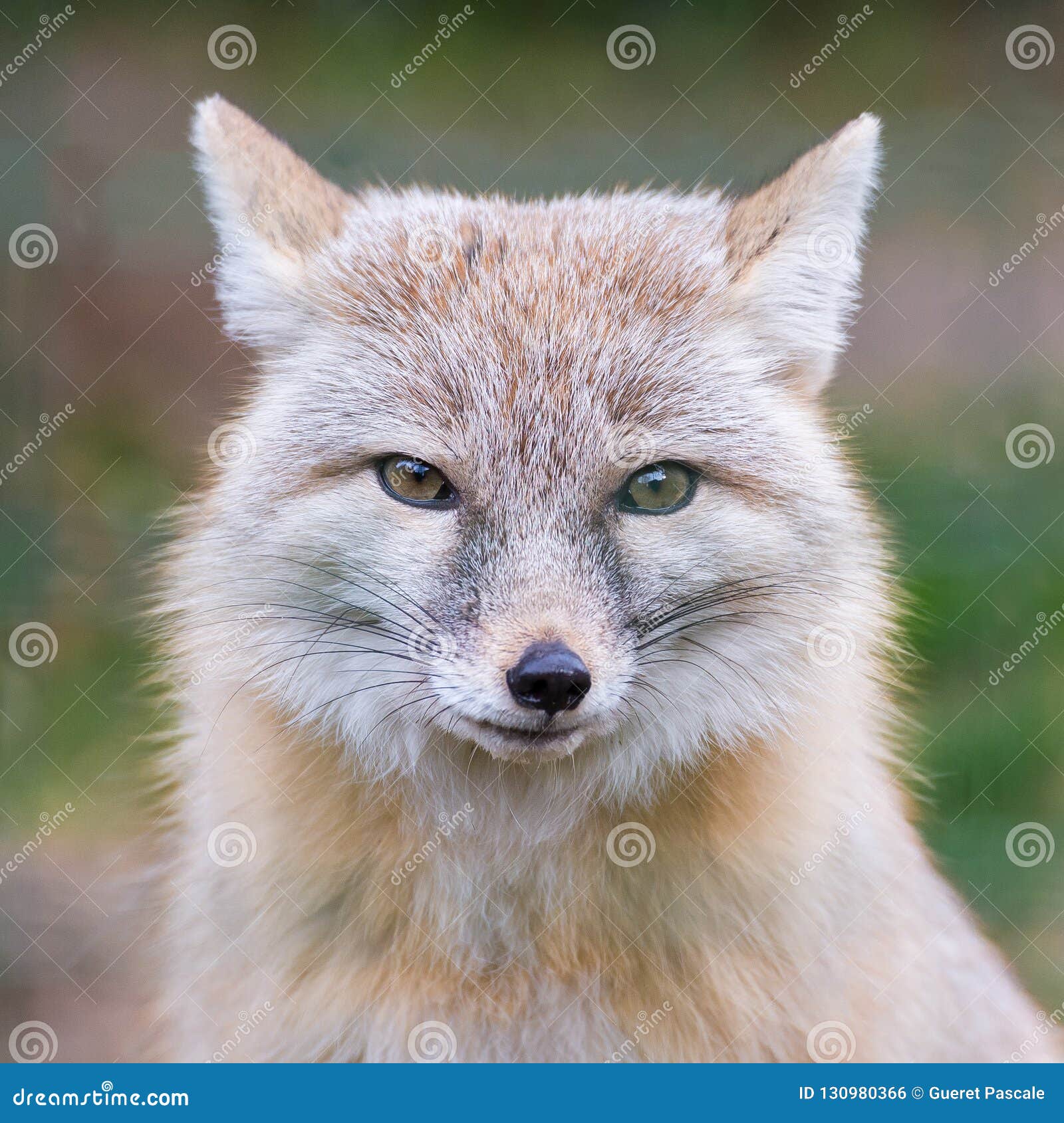 Corsac fox stock photo. Image of predator, corsac, ecology - 130980366