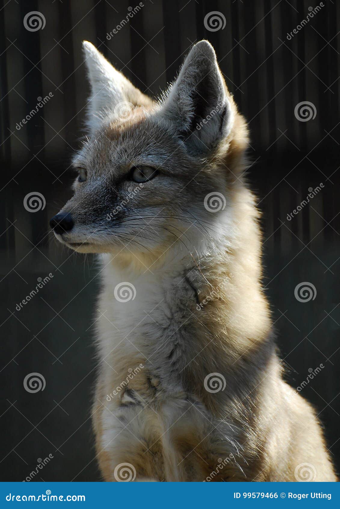 Corsac Fox stock photo. Image of family, vulpes, wildlife - 99579466