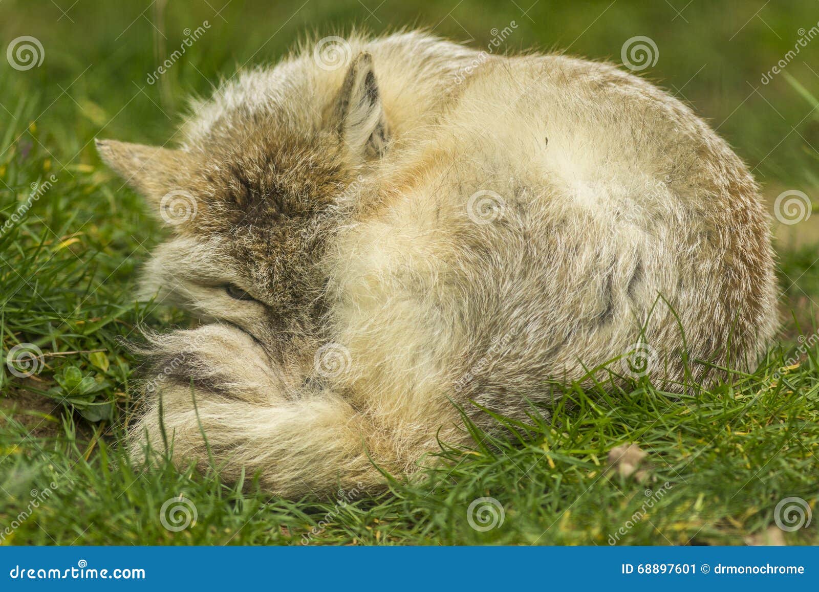 216 Fox Lying Down Photos - Free & Royalty-Free Stock Photos from ...