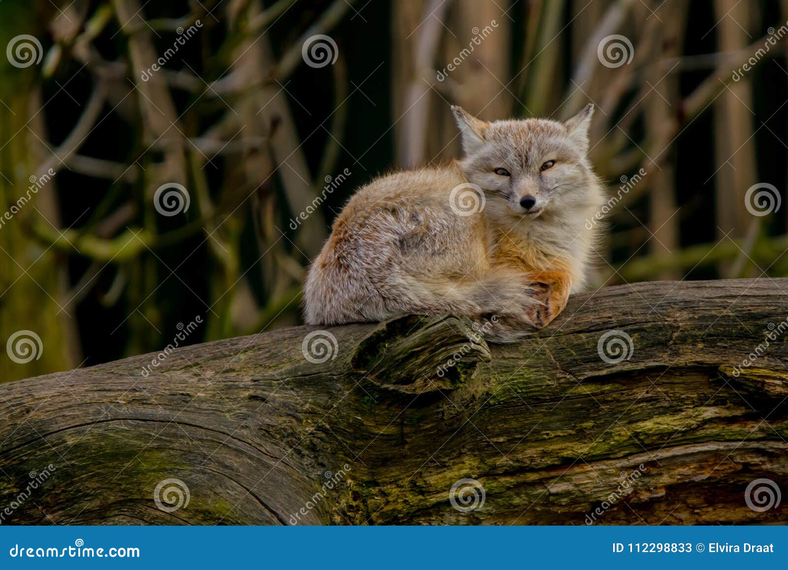 Corsac fox stock image. Image of brown, rafrac14, central - 112298833