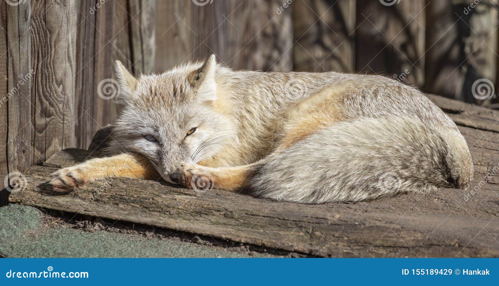Corsac fox is relaxing stock image. Image of carnivore - 155189429