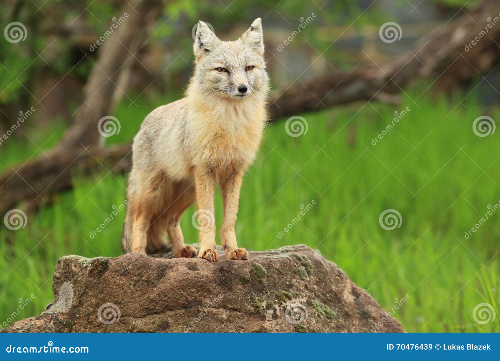 Corsac fox stock image. Image of vulpes, corsac, nature - 70476439