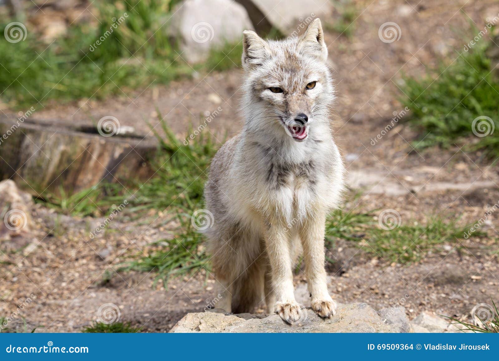 Corsac Fox, Vulpes Corsac is Shrewd Fox Stock Photo - Image of ...