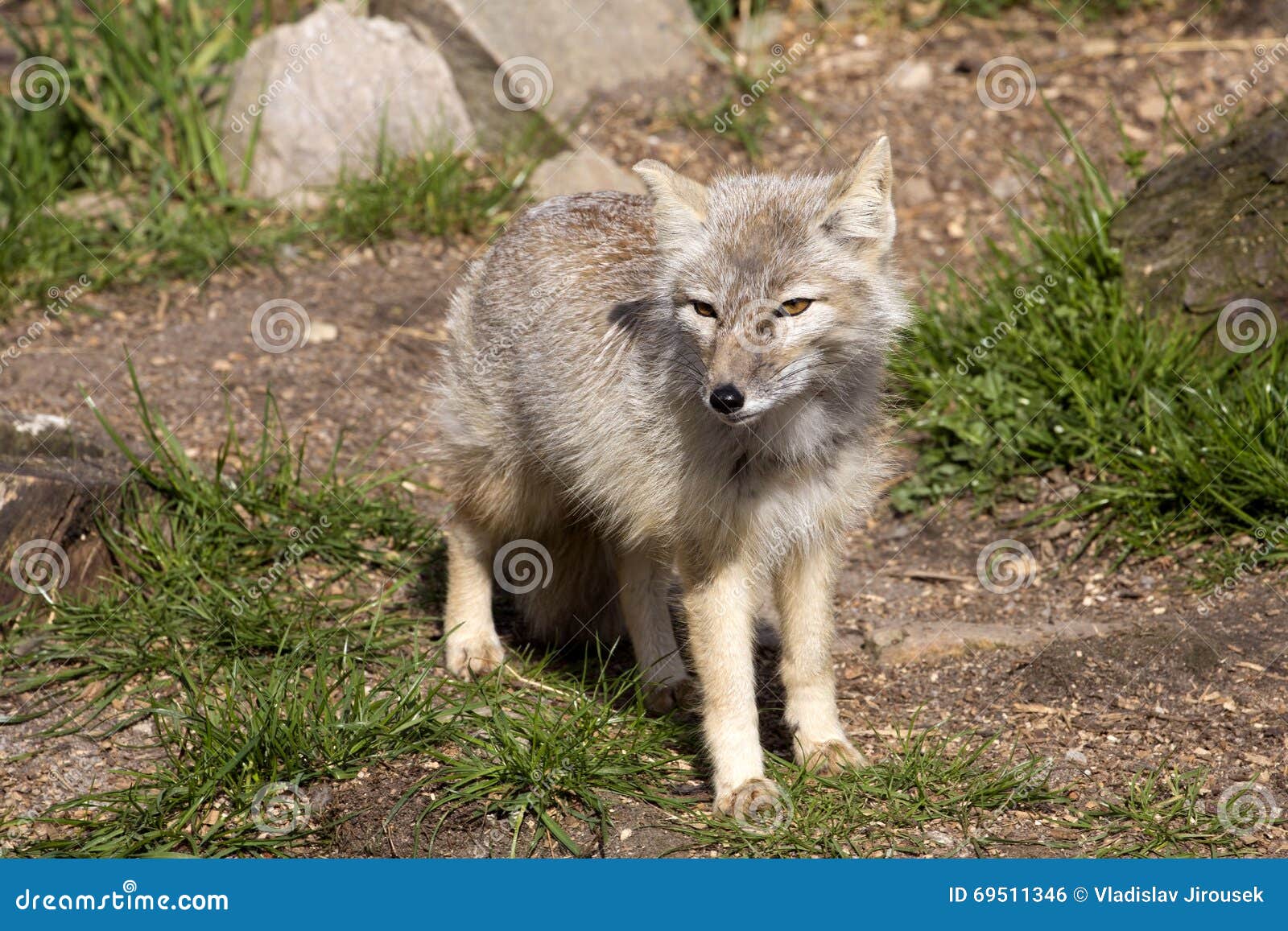 Corsac Fox, Vulpes Corsac is Shrewd Fox Stock Photo - Image of alert ...