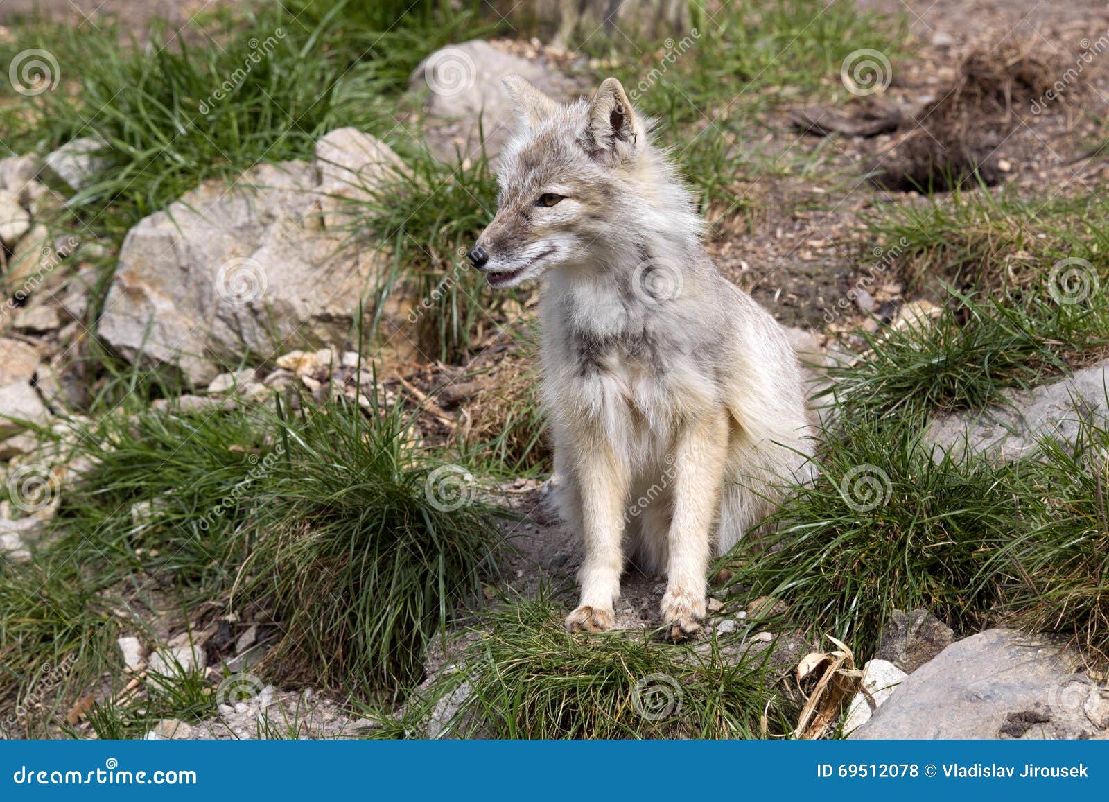 Corsac Fox, Vulpes Corsac is Shrewd Fox Stock Photo - Image of frost ...