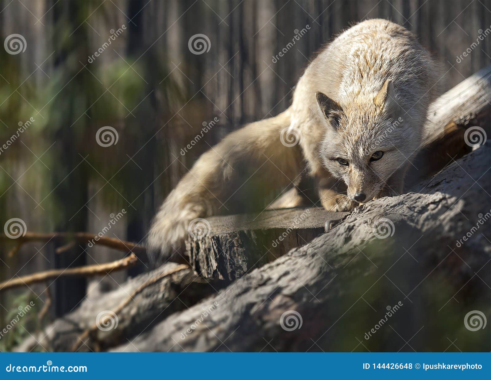 Corsac Fox Vulpes Corsac Lying Down on a Tree Trunk. Also Known As ...