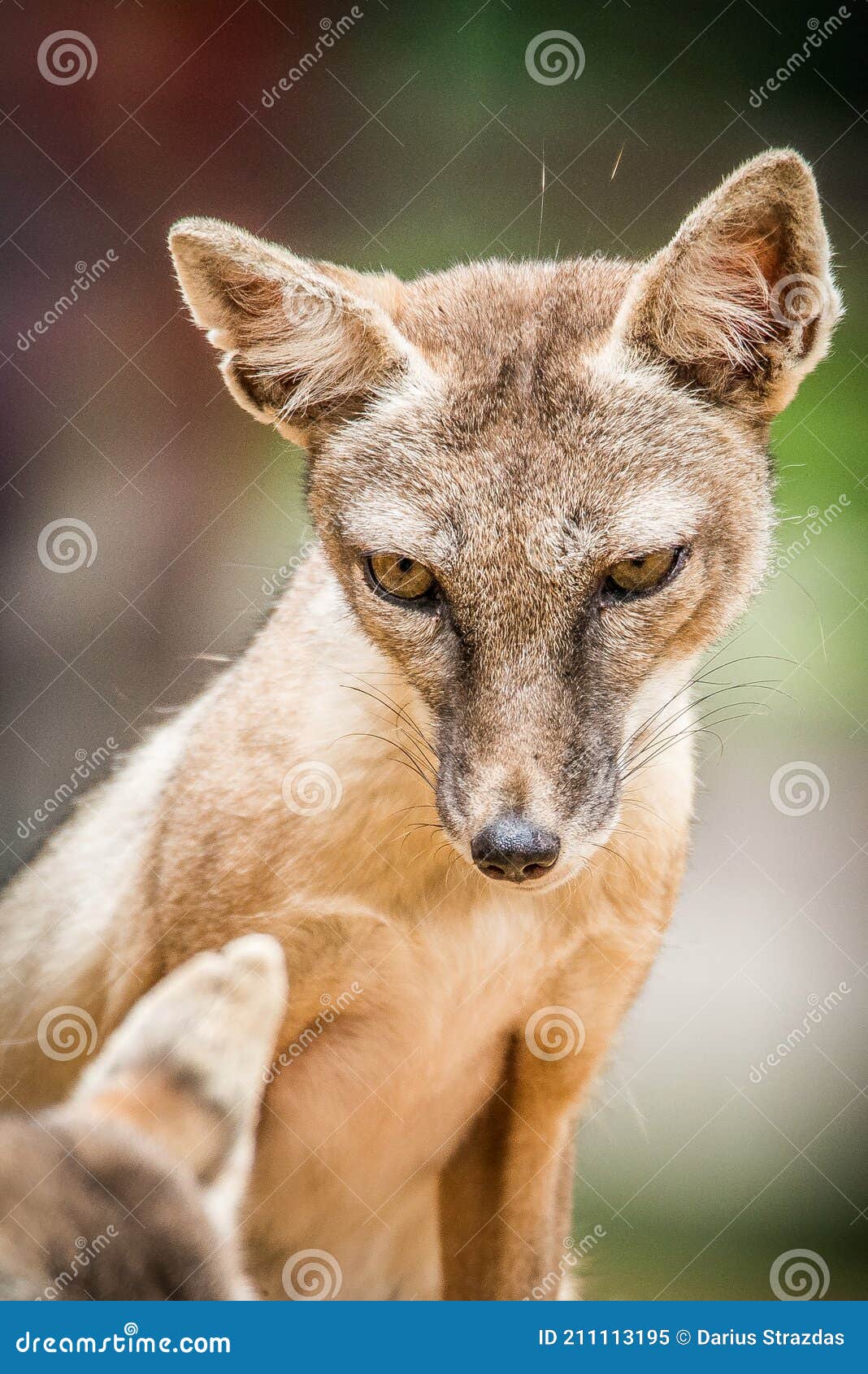 Corsac fox, vulpes corsac stock image. Image of frost - 211113195