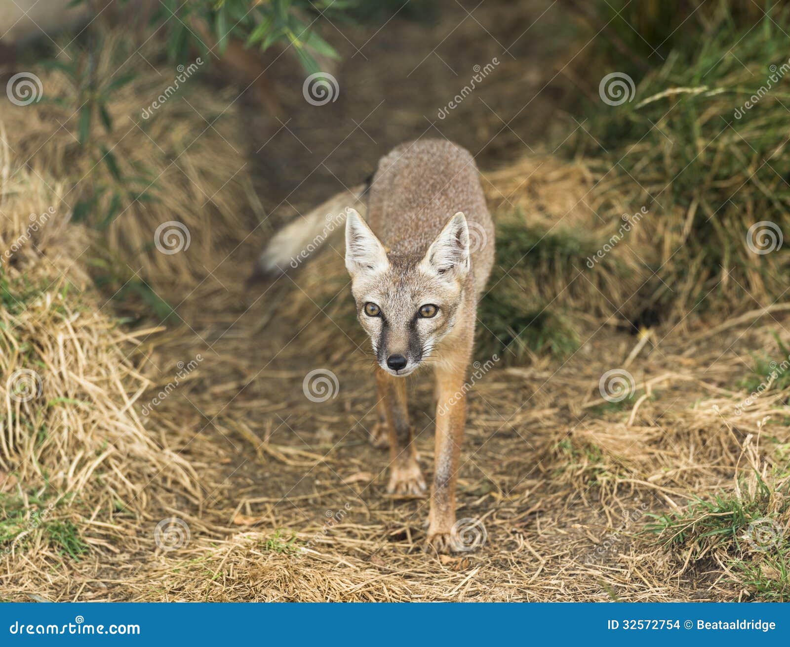 Corsac fox stock photo. Image of habitat, natural, vulpes - 32572754