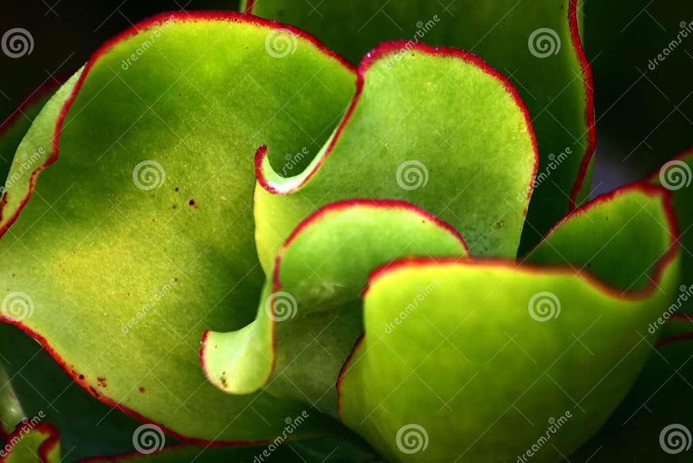 Corsican flower closeup stock photo. Image of macro, plant - 865350