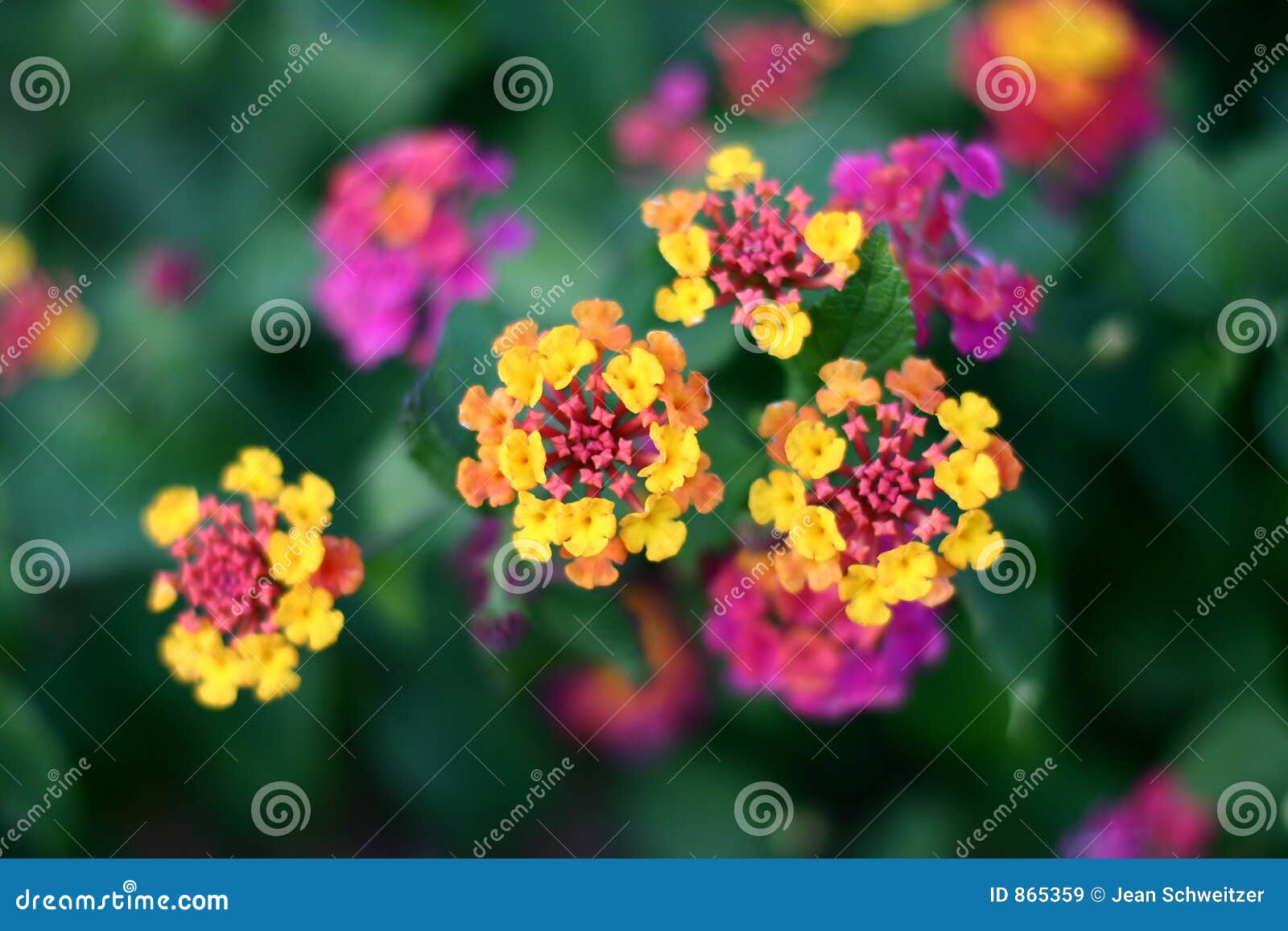 Corsican flower closeup stock image. Image of petal, colour - 865359
