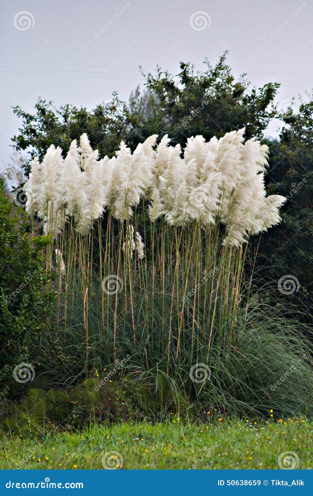 Cortaderia Selloana imagen de archivo. Imagen de planta - 50638659