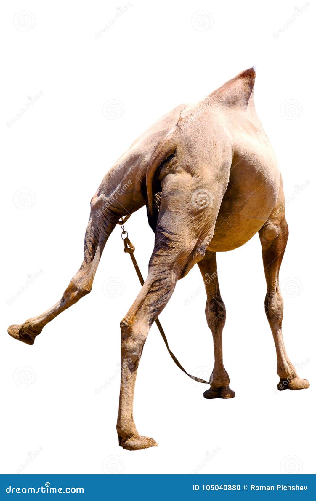 Corte Calvo Bicornic Do Camelo No Fundo Branco Foto de Stock - Imagem ...