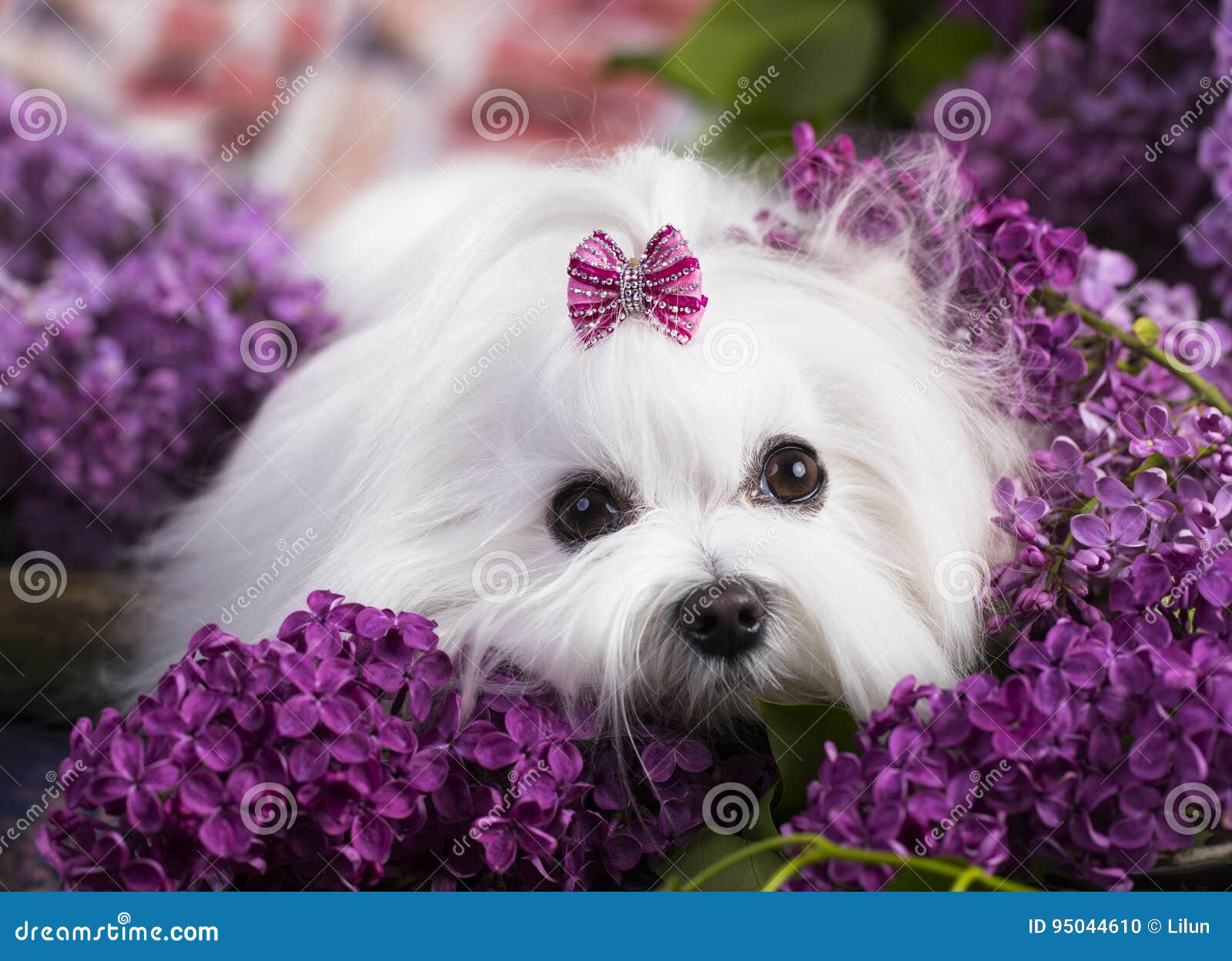 Corte De Cabelo Maltês, Bonito Foto de Stock - Imagem de puro ...