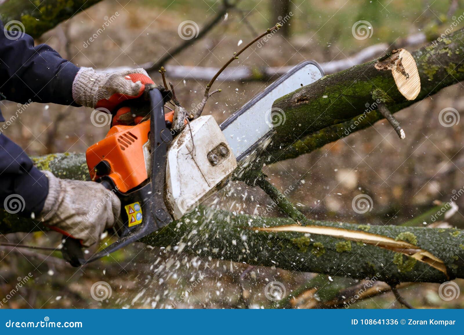 Corte de la rama foto de archivo. Imagen de corte, tronco - 108641336