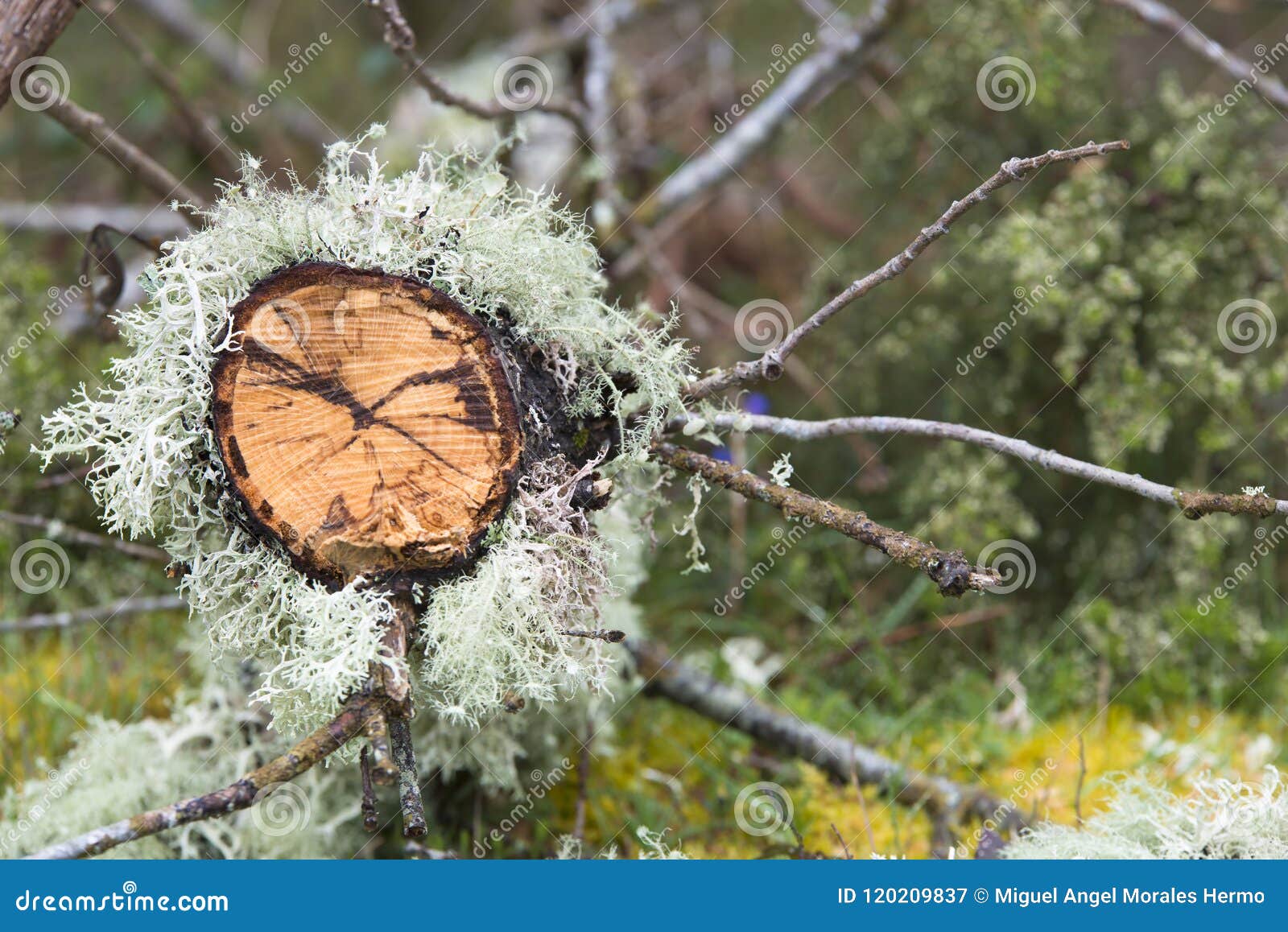 Corte de rama de un árbol imagen de archivo. Imagen de corteza - 120209837