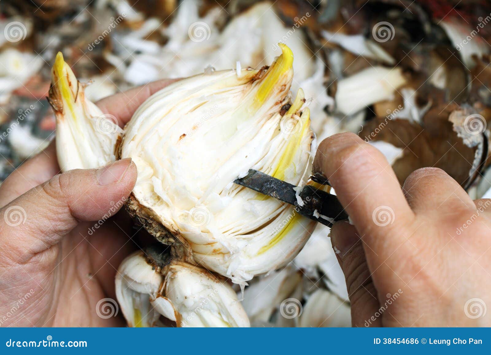 Corte Del Bulbo Del Narciso Foto de archivo - Imagen de cubo, nasals ...