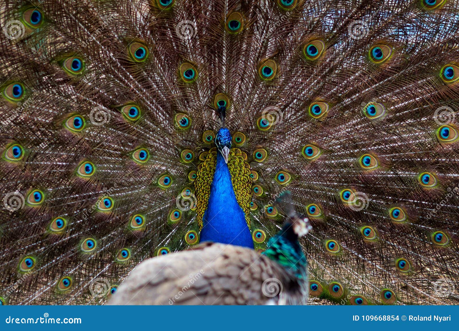 Corte Del Pavo Real a La Hembra Foto de archivo - Imagen de belleza ...