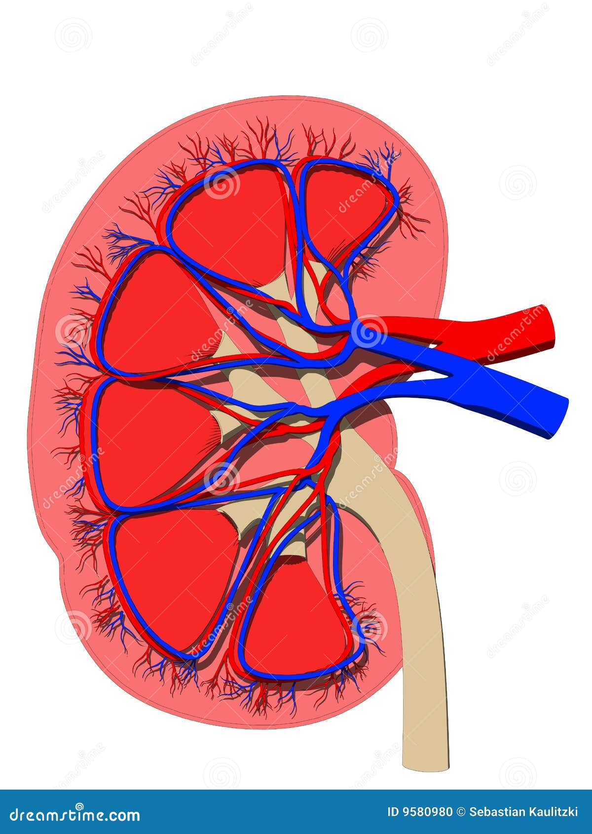 Corte do rim ilustração do vetor. Ilustração de estômago - 9580980