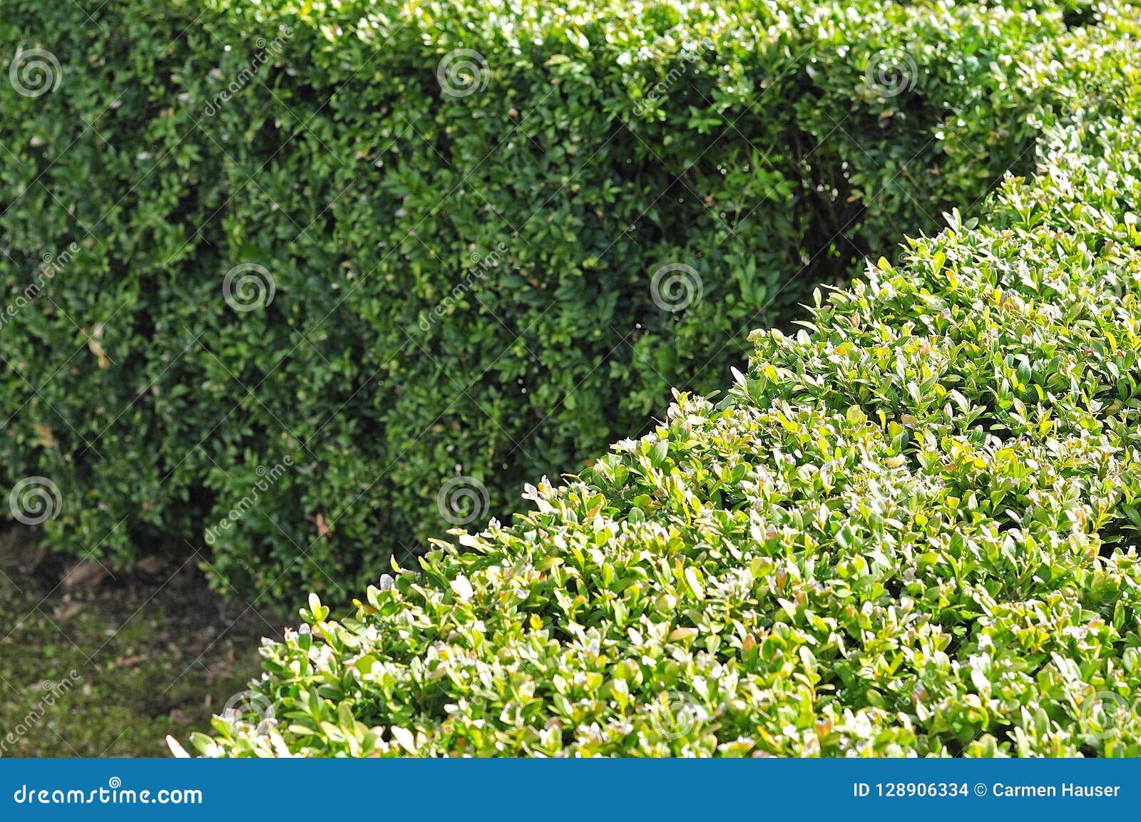 Corte el seto del boj foto de archivo. Imagen de forma - 128906334