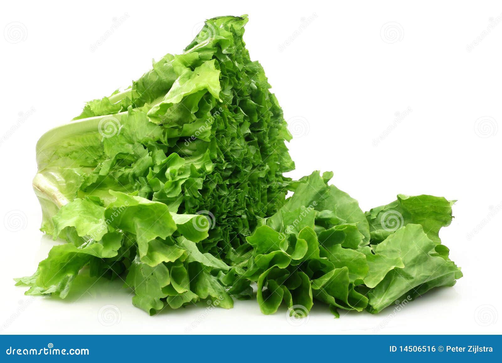 Corte la endibia foto de archivo. Imagen de ensalada - 14506516