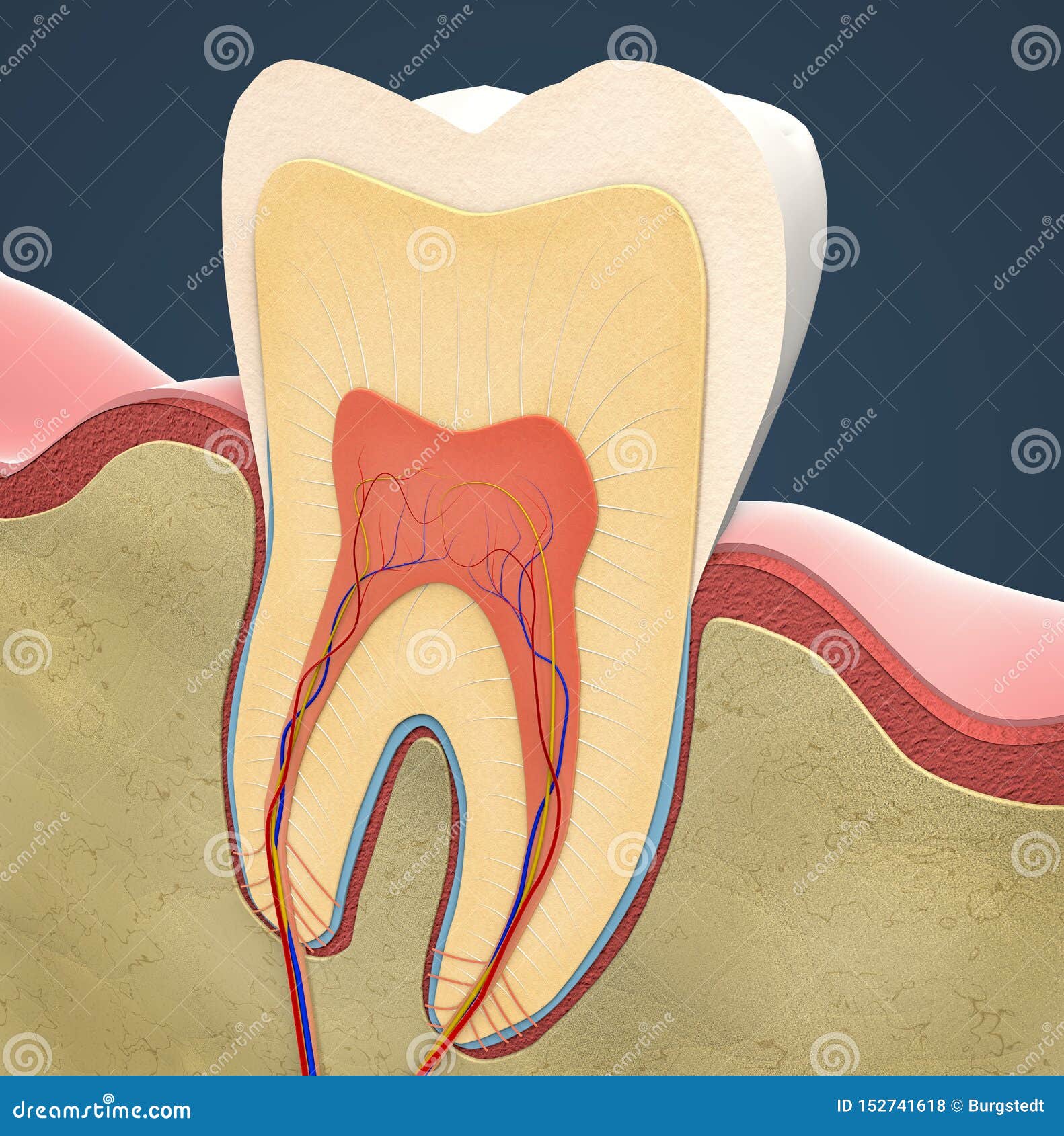 Corte Transversal De Un Diente Molar Stock de ilustración - Ilustración ...