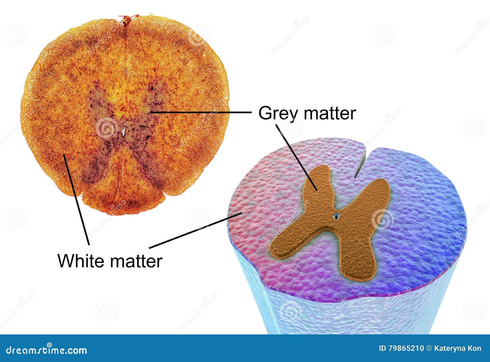 Corte Transversal De Una Médula Espinal Stock de ilustración ...