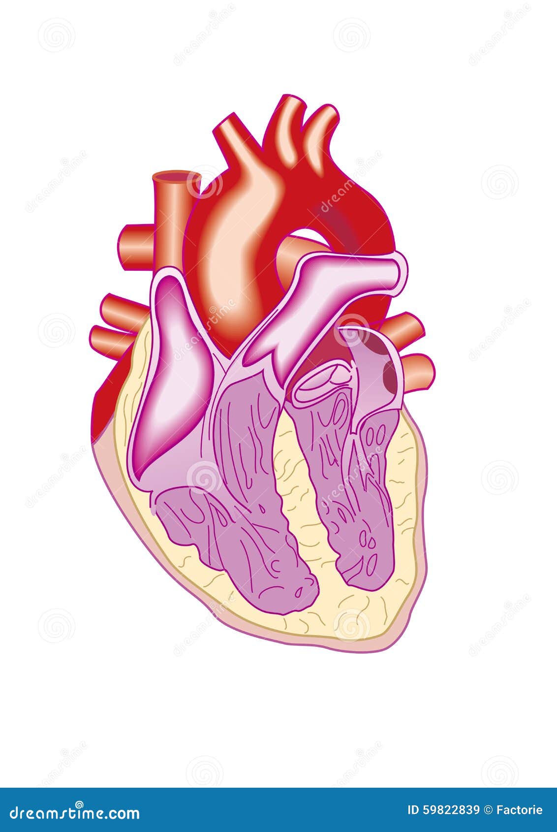 Corte Transversal Del Corazón Stock de ilustración - Ilustración de ...