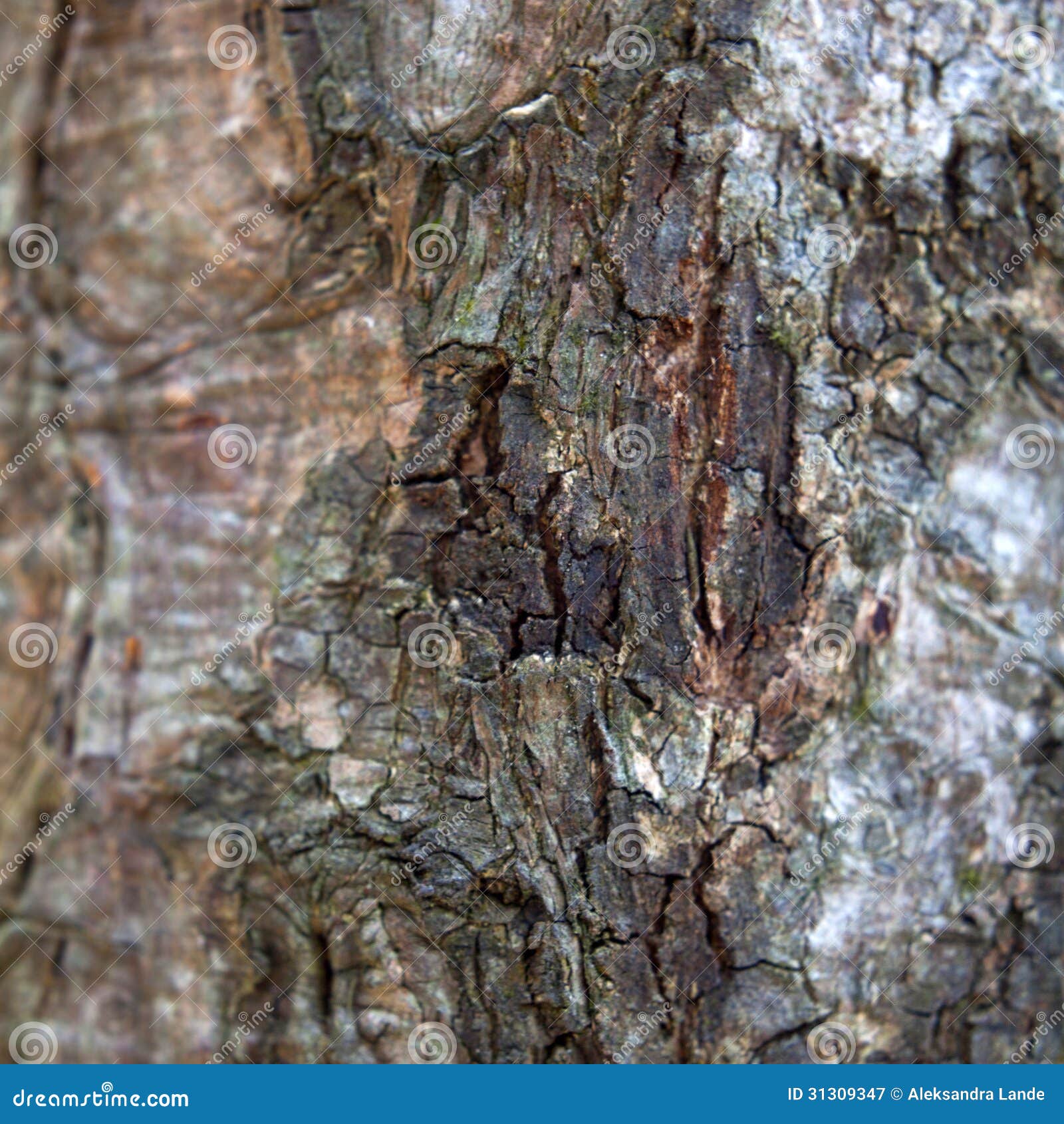 Corteccia Di Albero Della Cannella Immagine Stock - Immagine di ...