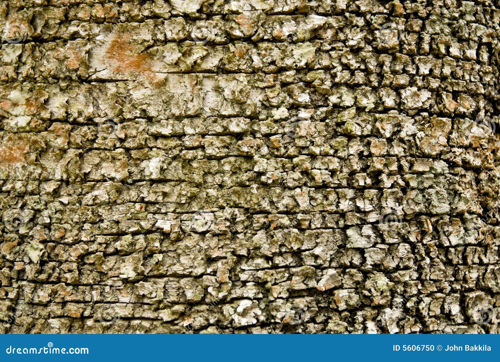 Corteccia Di Betulla Di Massima Fotografia Stock - Immagine di ...