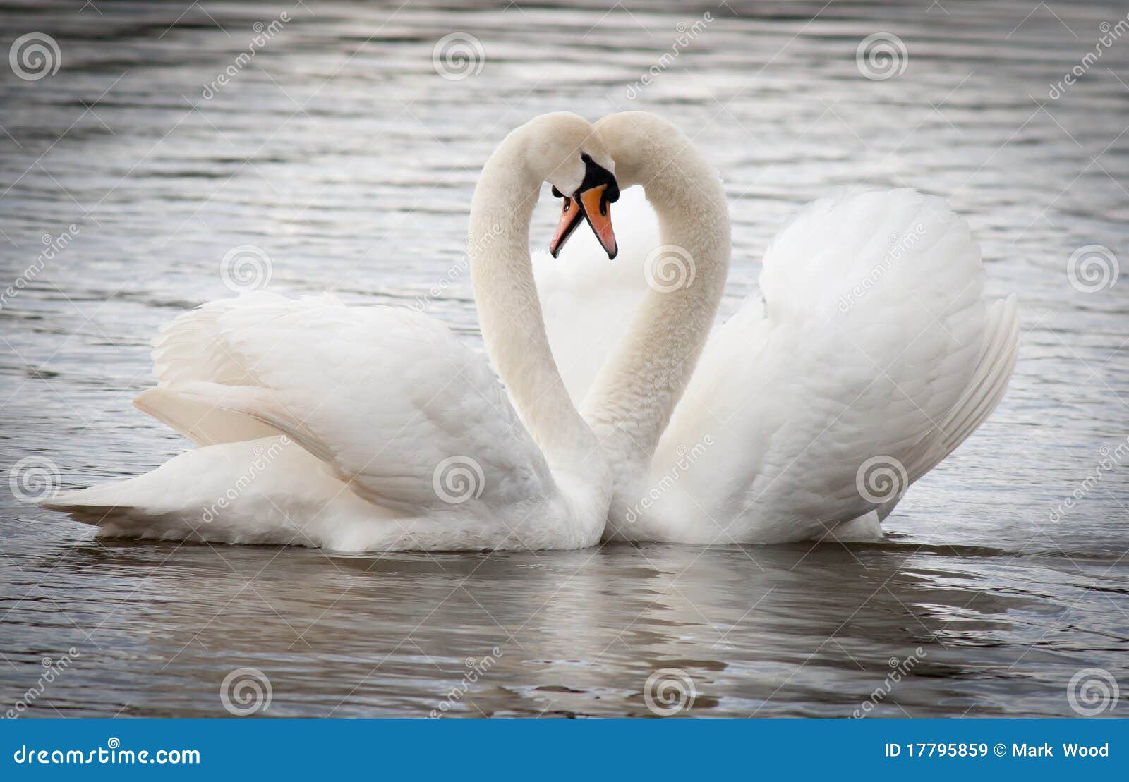 Cortejo imagen de archivo. Imagen de amor, acoplamiento - 17795859