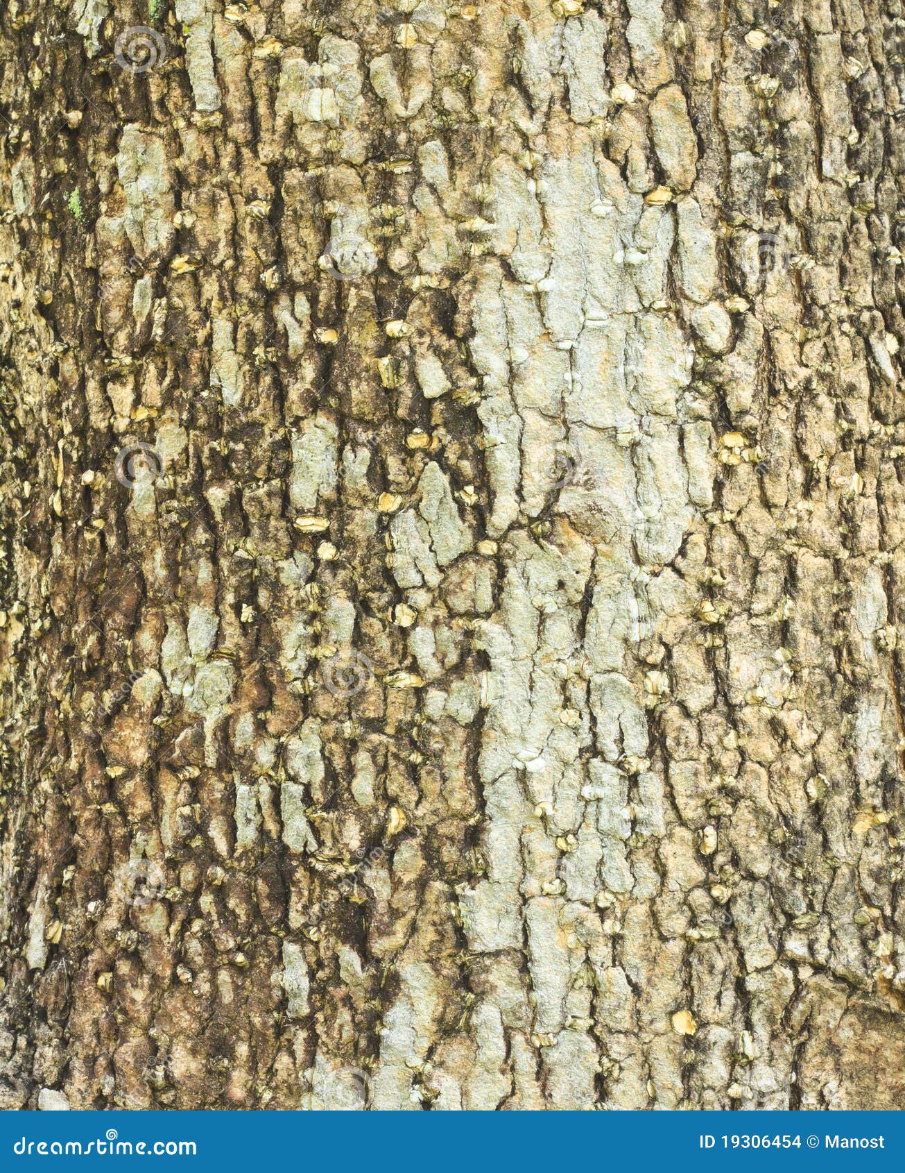 Cortex stock photo. Image of line, detail, decay, pine - 19306454
