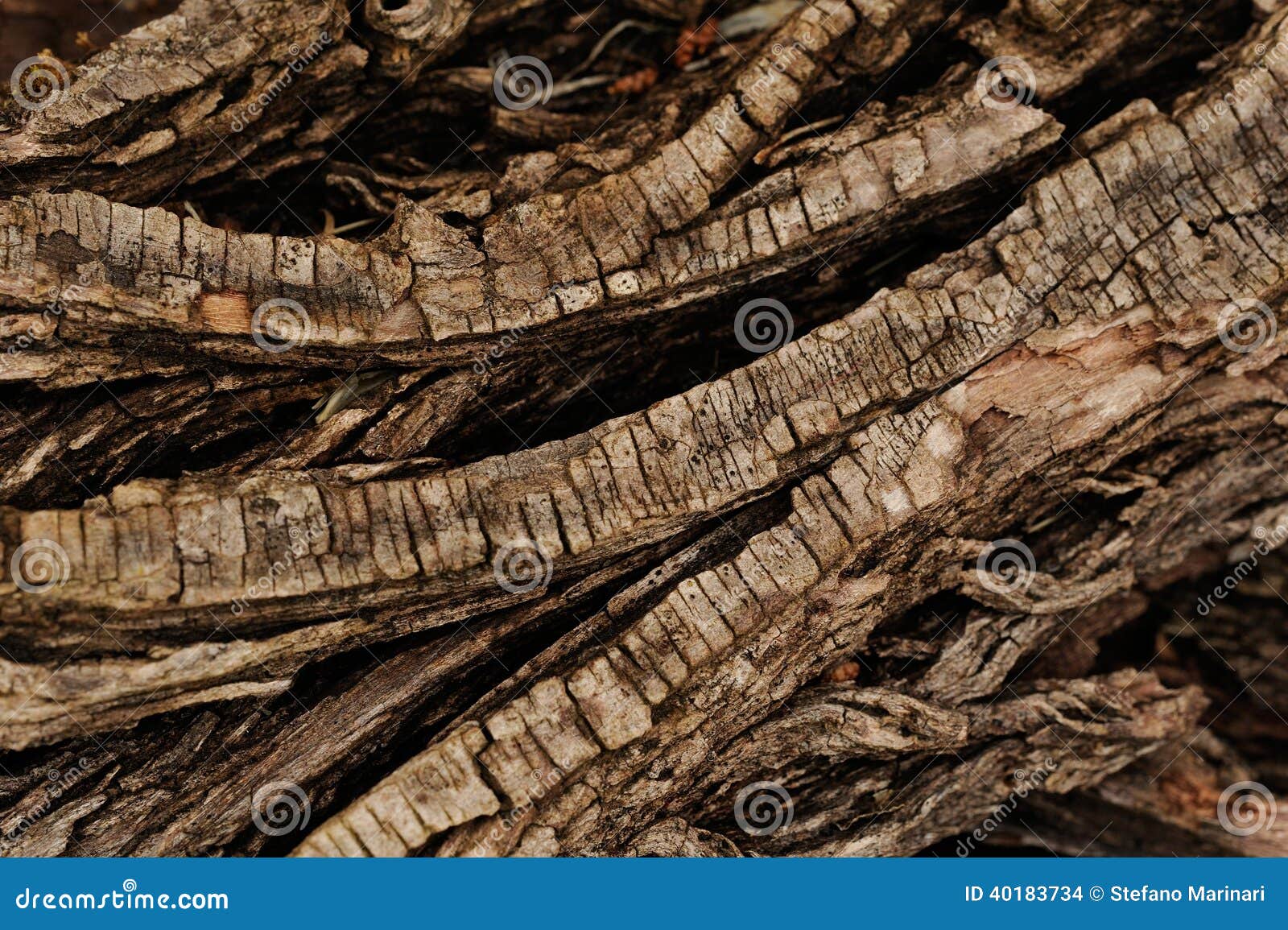 Cortex stock photo. Image of cortex, dried, wood, wooden - 40183734