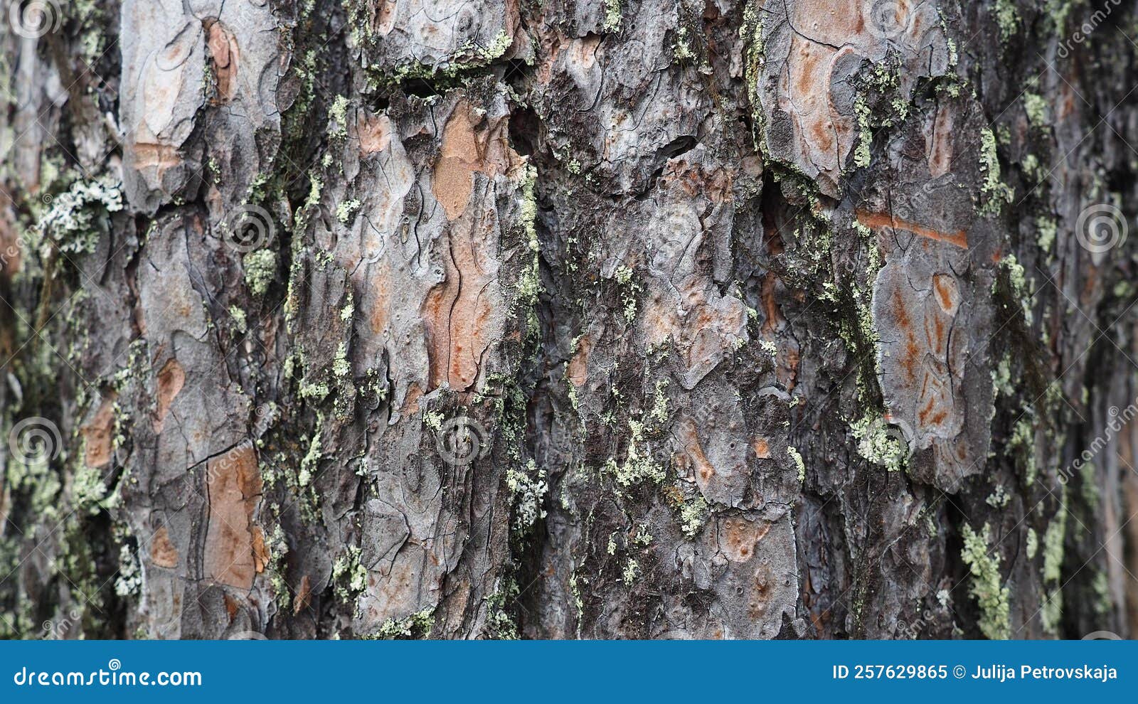 The Cortex is a Collection of Tissues Located Outside the Cambium. Tree ...