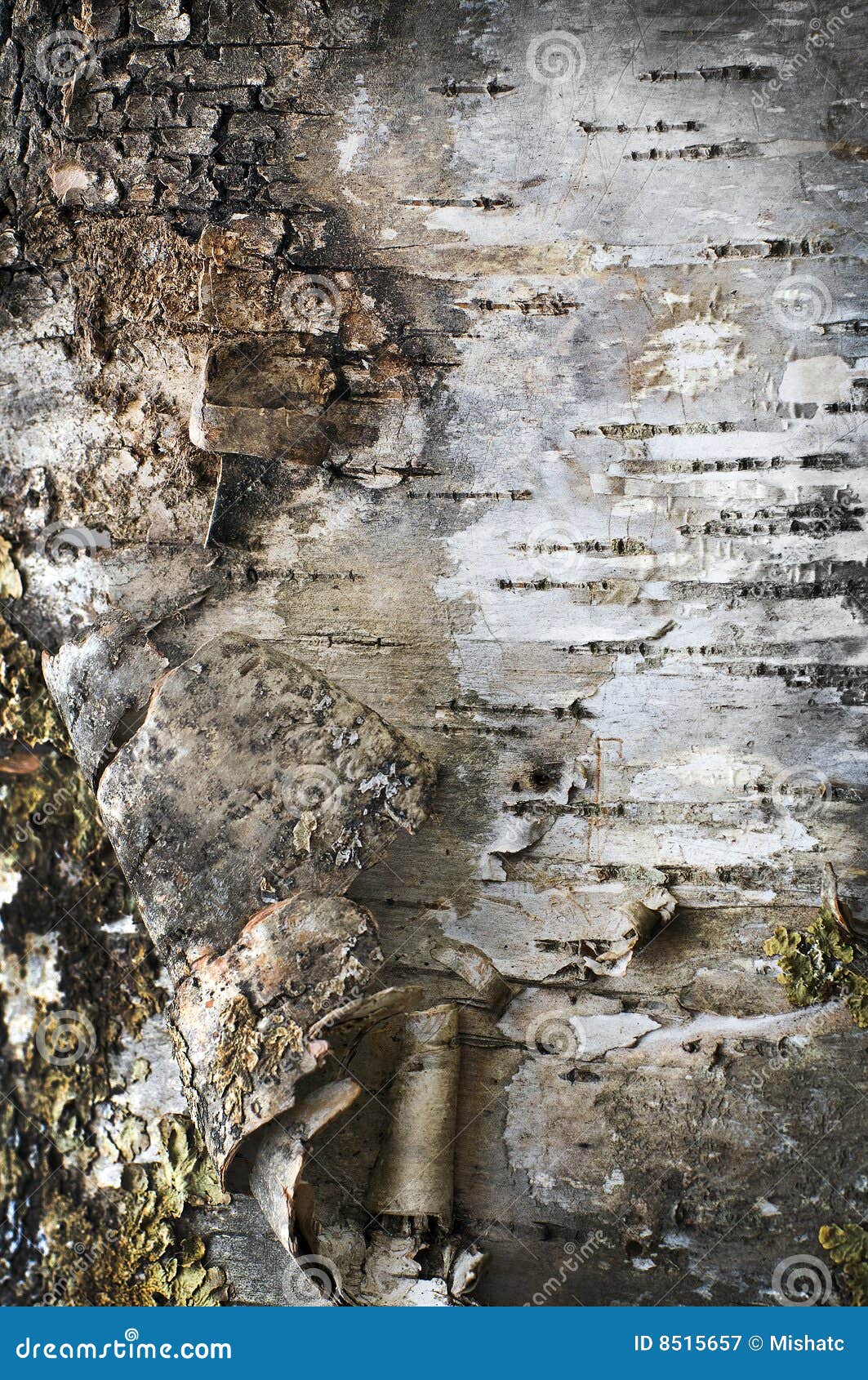 Cortex Details of Birch Tree Stock Image - Image of material, floral ...