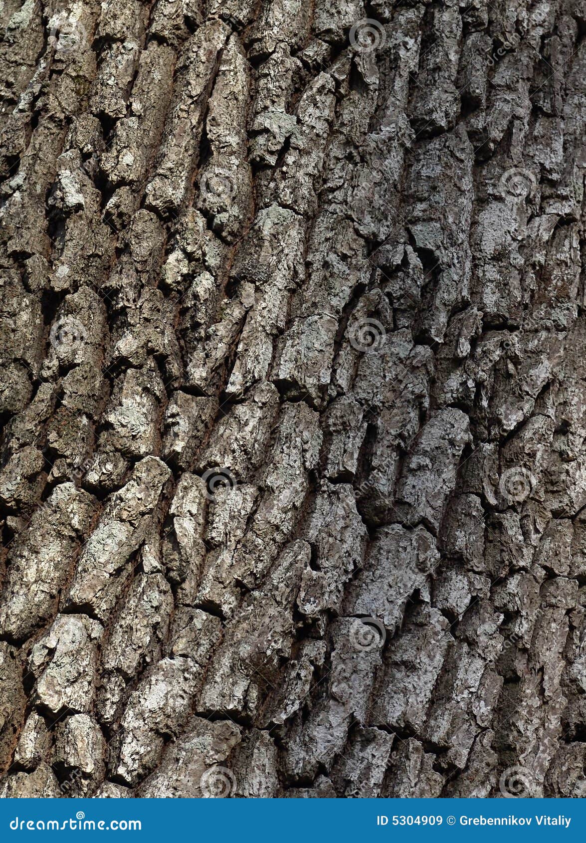 Cortex old tree close-up. stock image. Image of gray, outdoors - 5304909