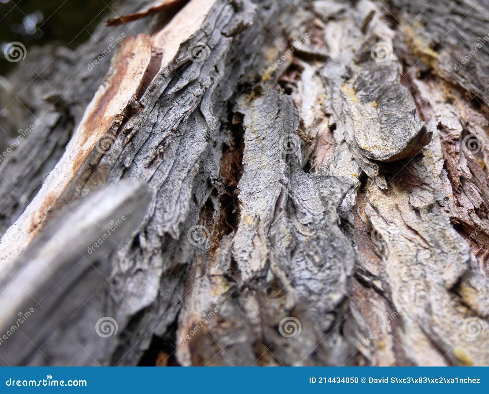 Cortex of a Tree Seen from Close Stock Photo - Image of lamp, outdoor ...