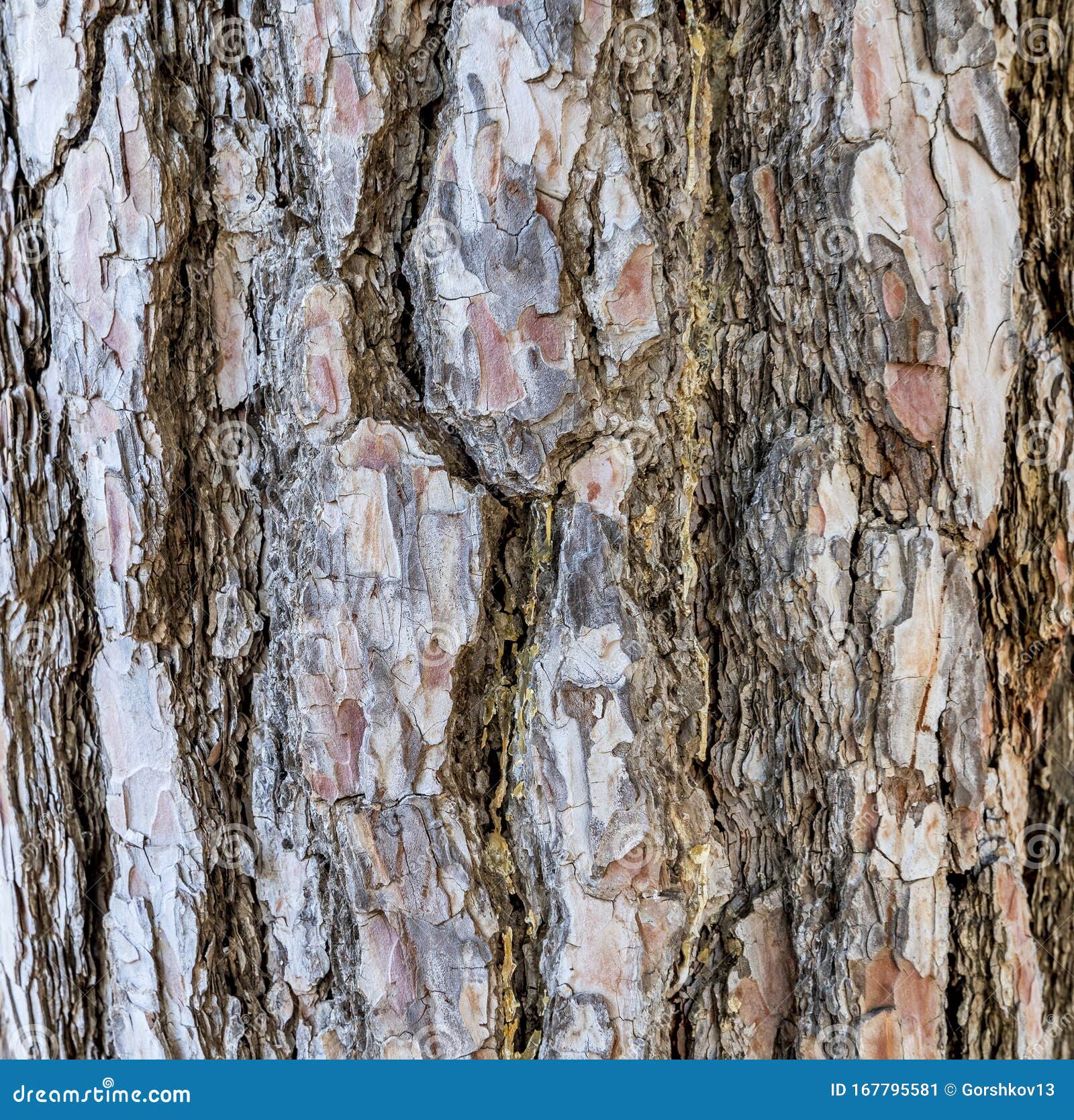 Cortex or Rind or Bark of Old Pine Tree Stock Image - Image of rough ...