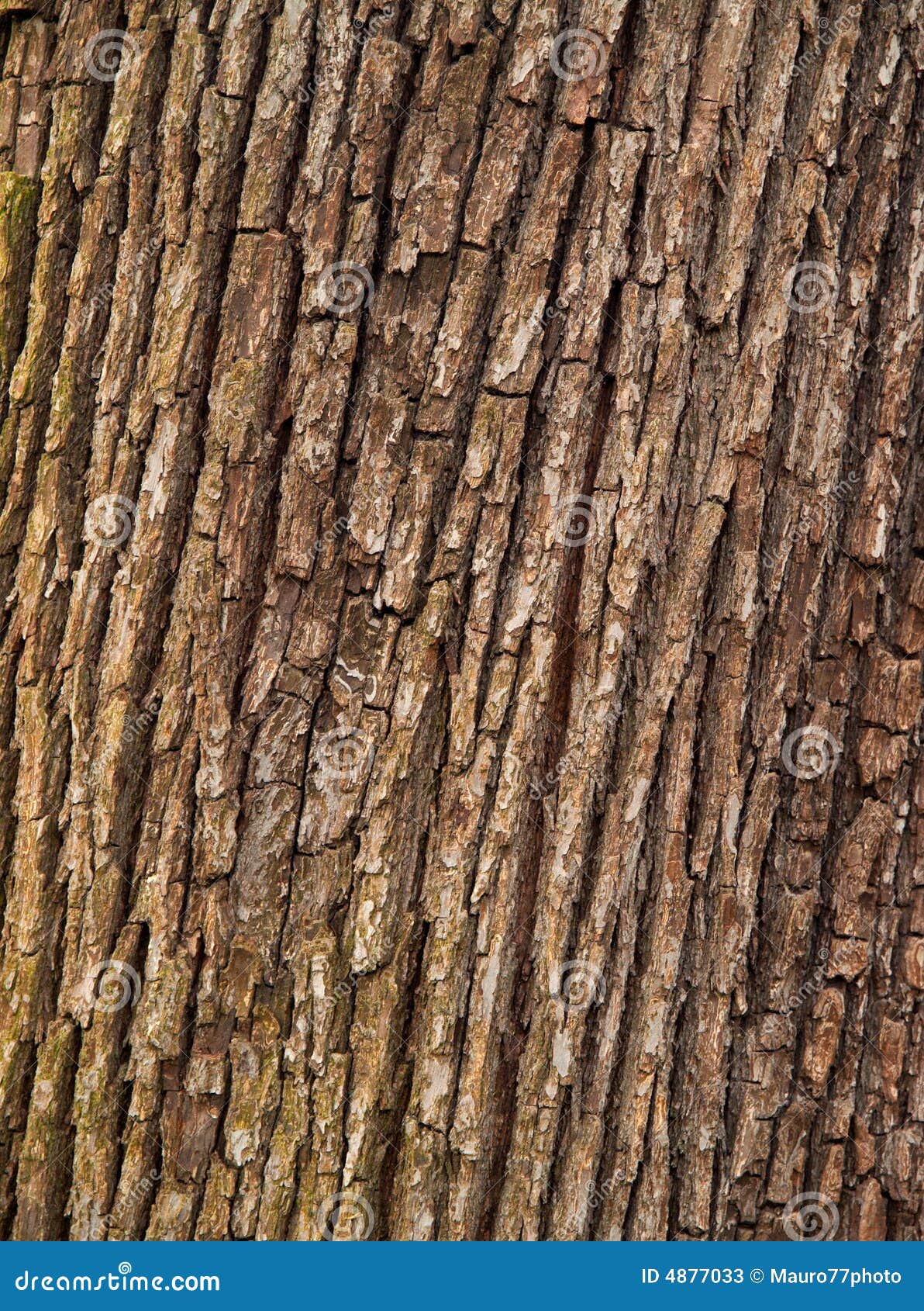 Cortex texture stock image. Image of nature, pattern, tree - 4877033