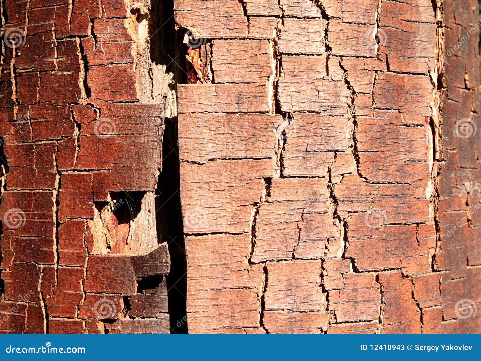 Cortex Tree Royalty-Free Stock Photo | CartoonDealer.com #12410943