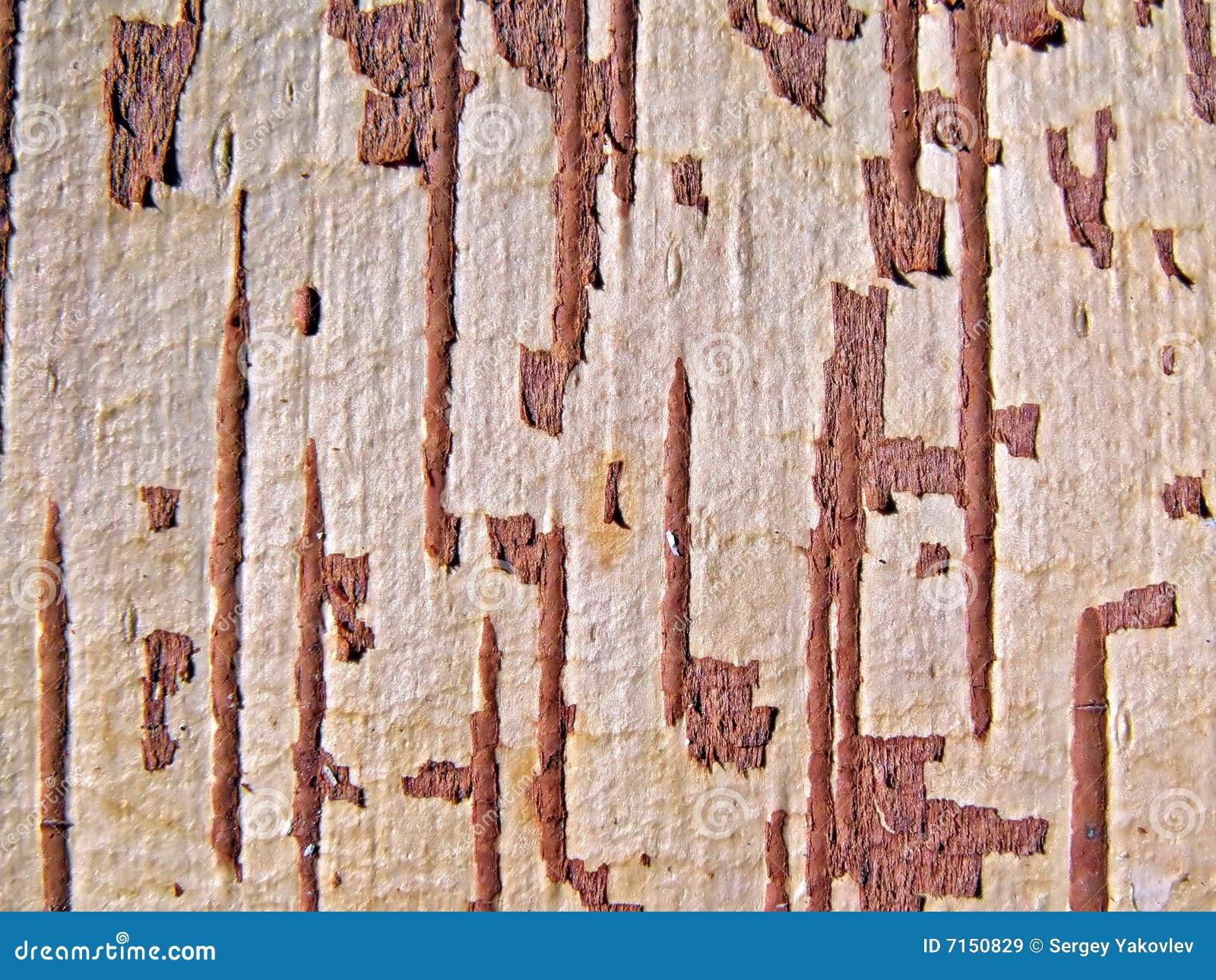 Cortex Tree Royalty-Free Stock Photo | CartoonDealer.com #12410943