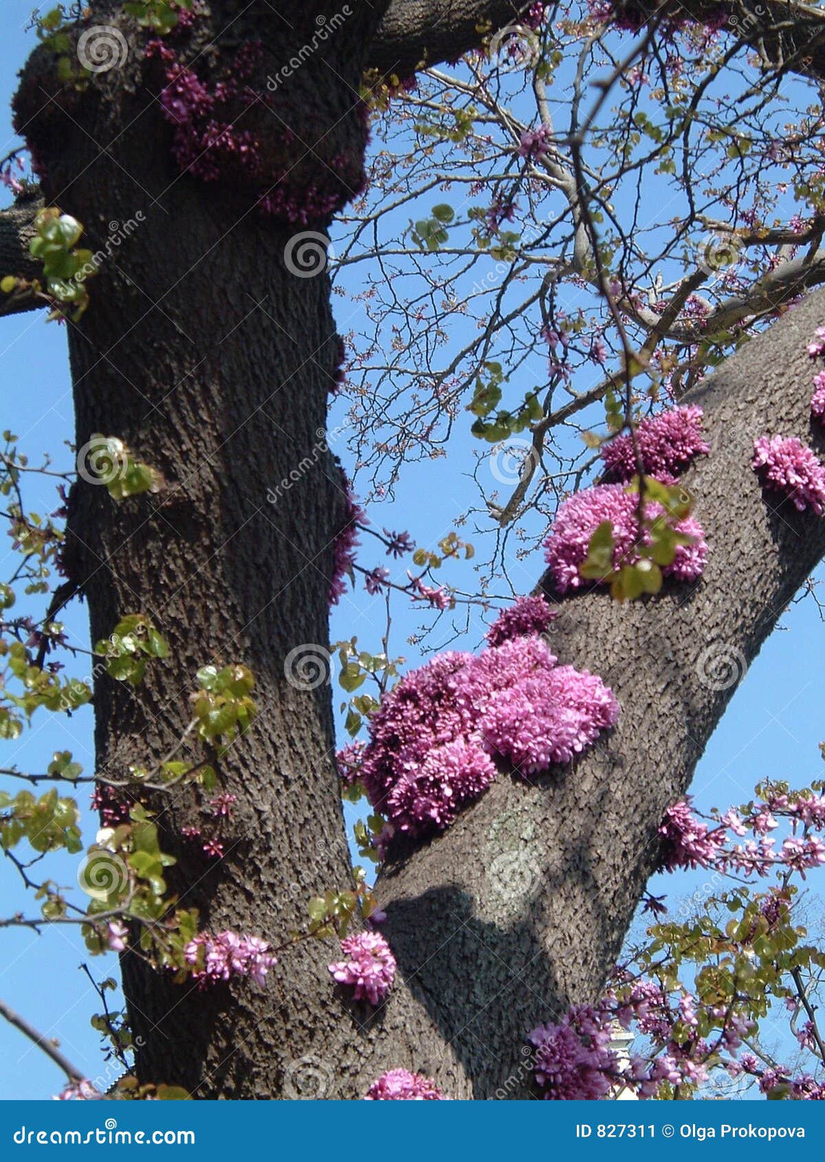 Cortex Of Tree Picture. Image: 827311