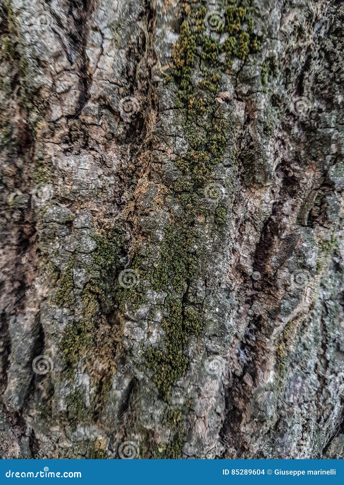 A Cortex of a tree stock photo. Image of green, shadows - 85289604