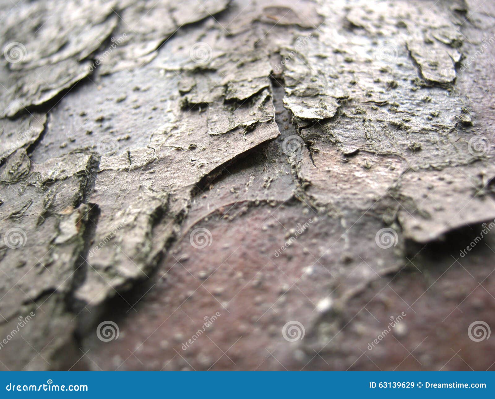 Cortex tree stock image. Image of brown, texture, nature - 63139629