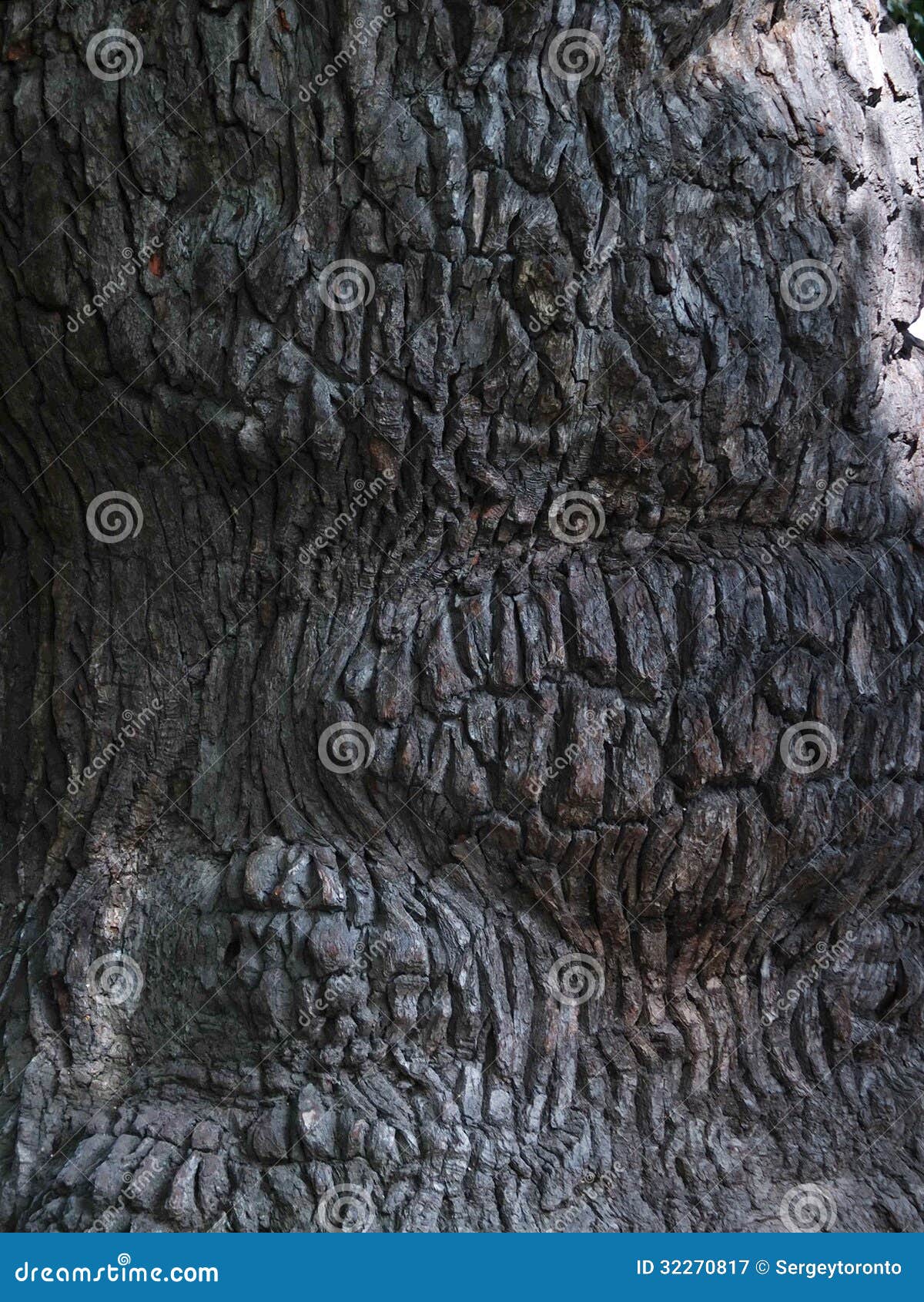 Cortex of tree background stock image. Image of lumber - 32270817