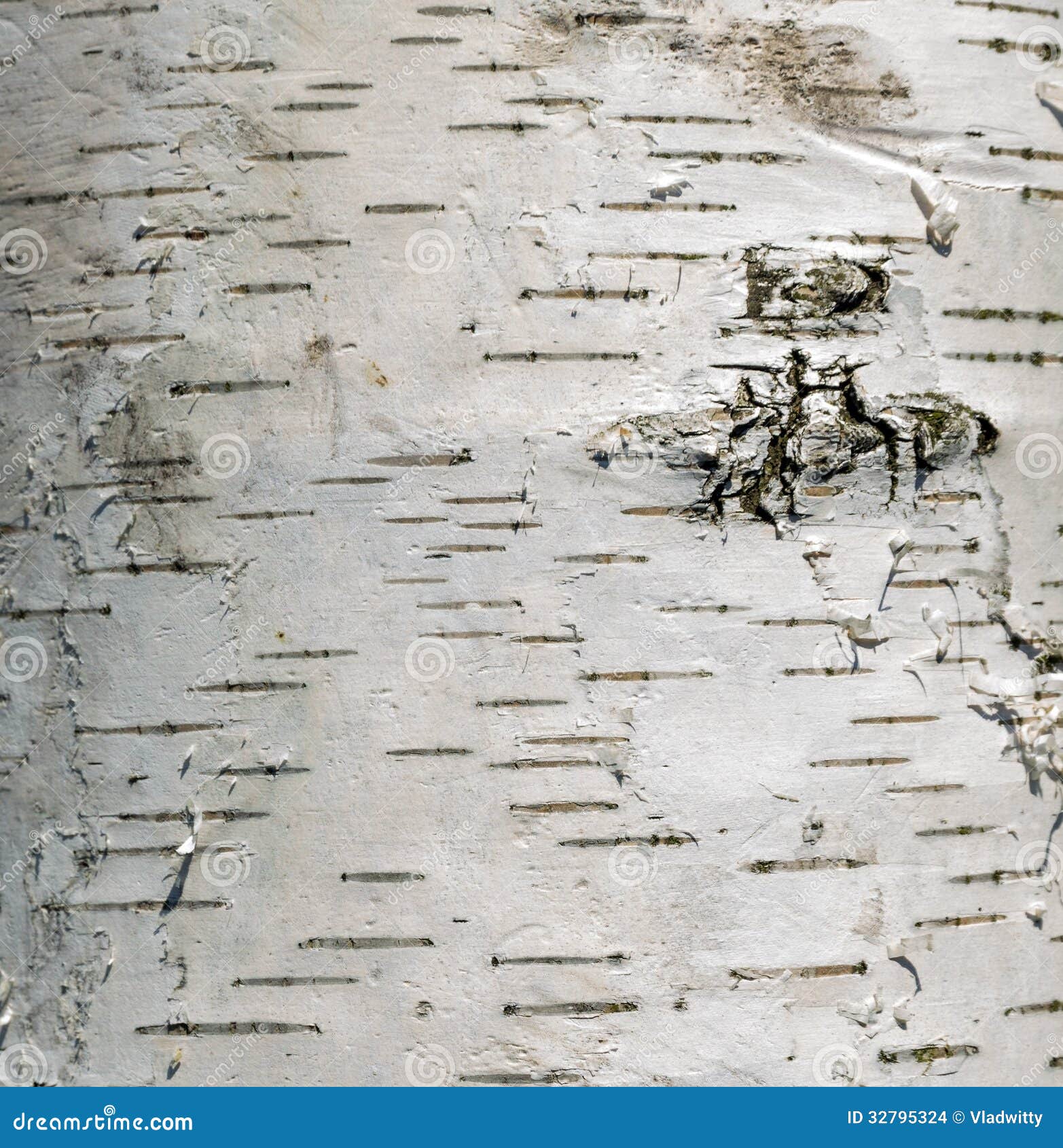 Cortex tree birch stock photo. Image of closeup, stem - 32795324