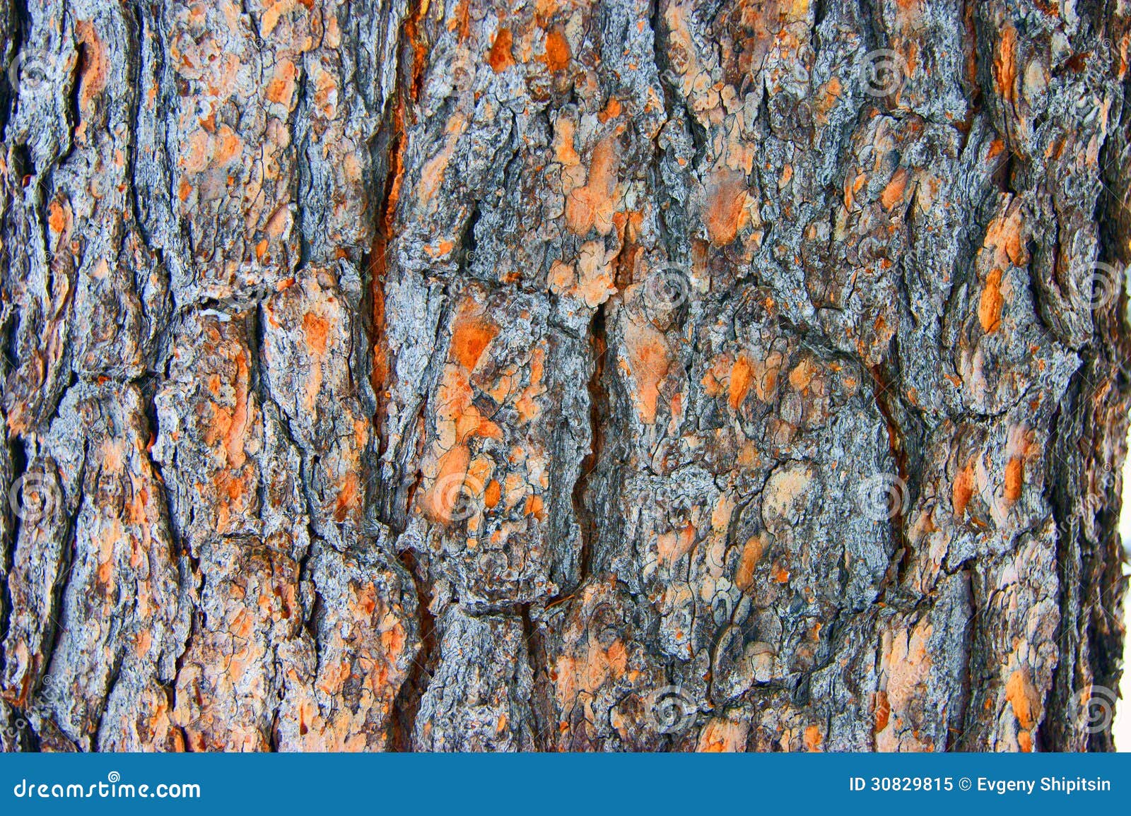 Cortex tree cedar stock image. Image of stem, macro, cedar - 30829815