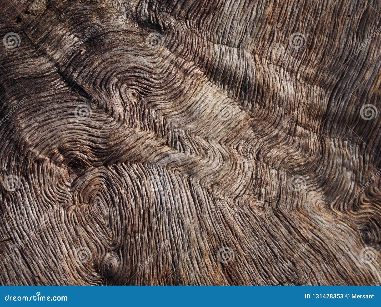 Cortex Tree Stock Photos - Download 4,706 Royalty Free Photos