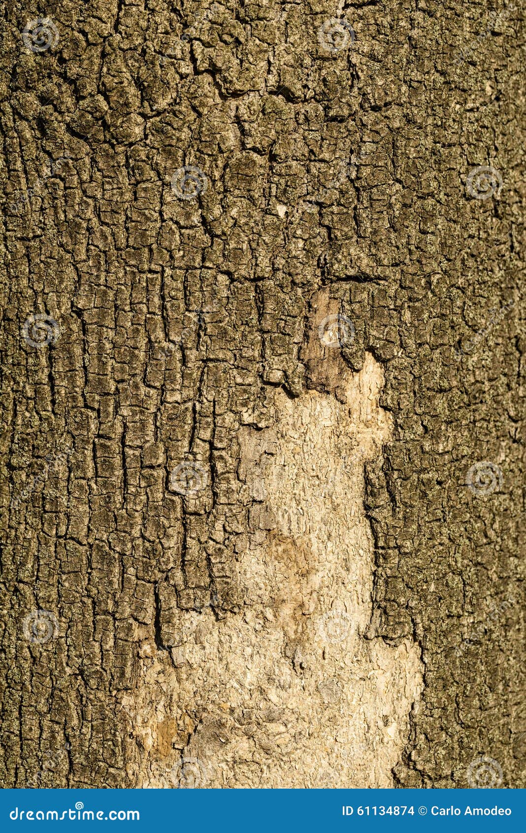 Cortex stock photo. Image of tree, trunk, cortex, detail - 61134874